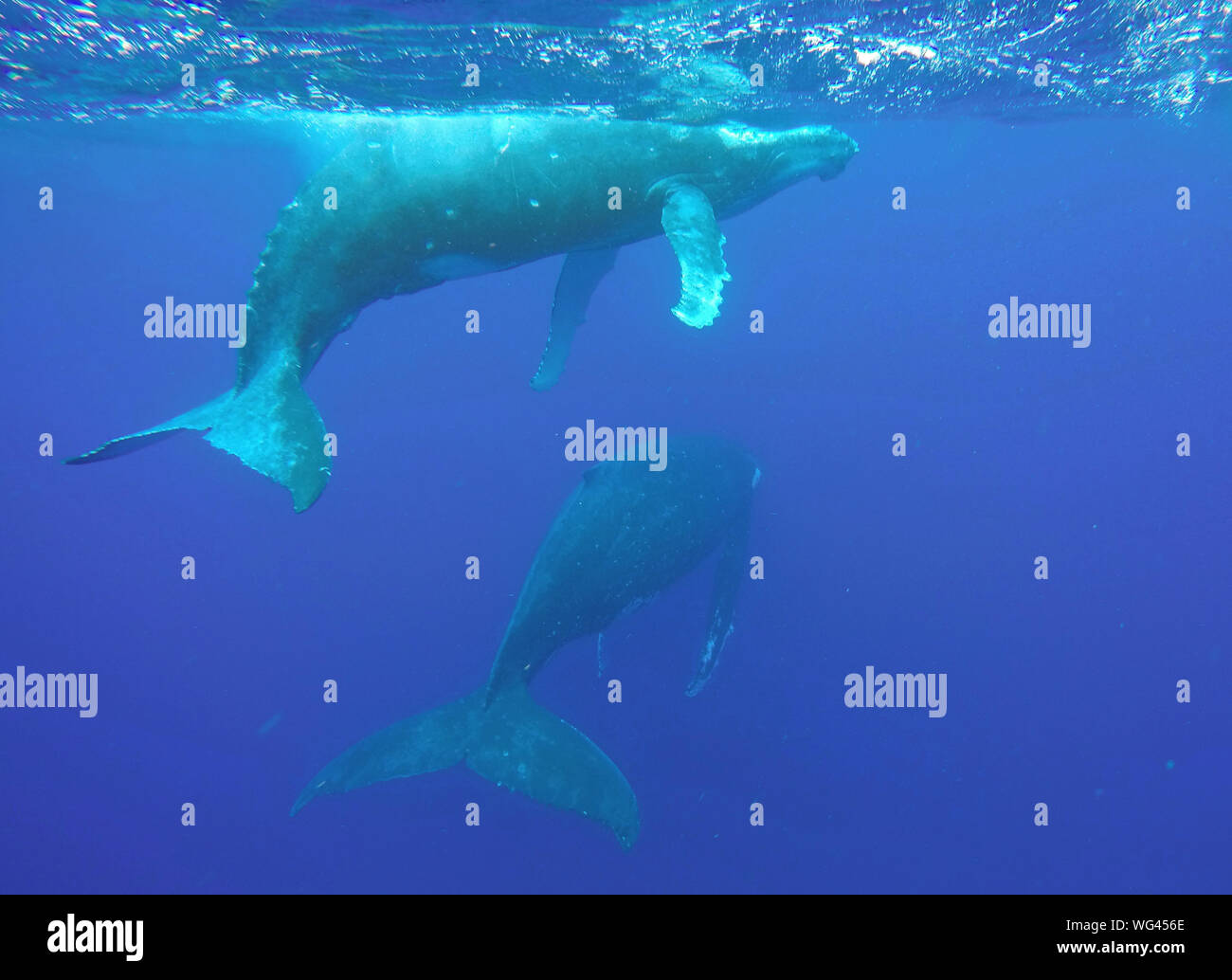 Two whales swimming hi-res stock photography and images - Alamy