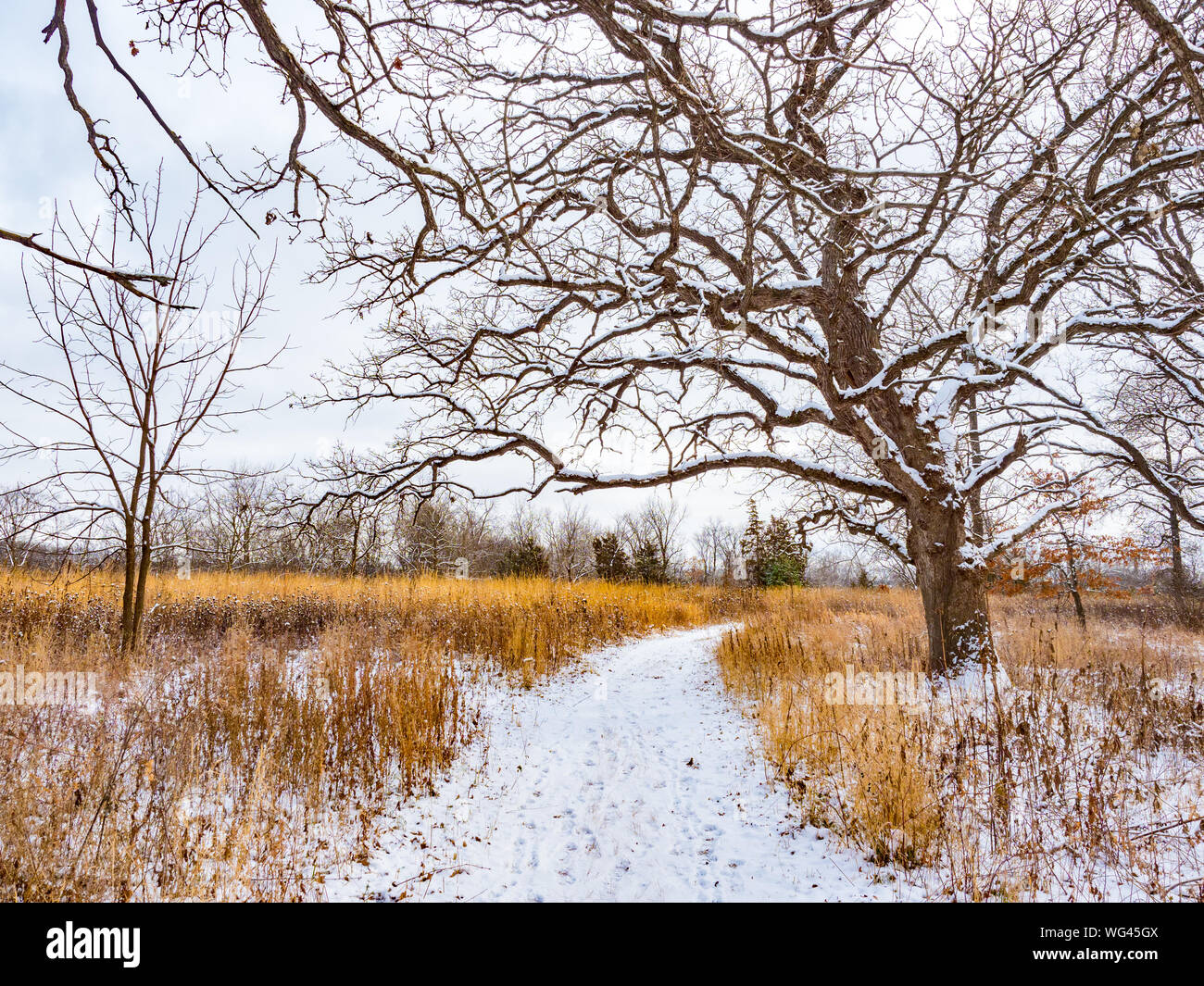 Snowy forest and trail in Quarry Hill Nature Center, Rochester ...