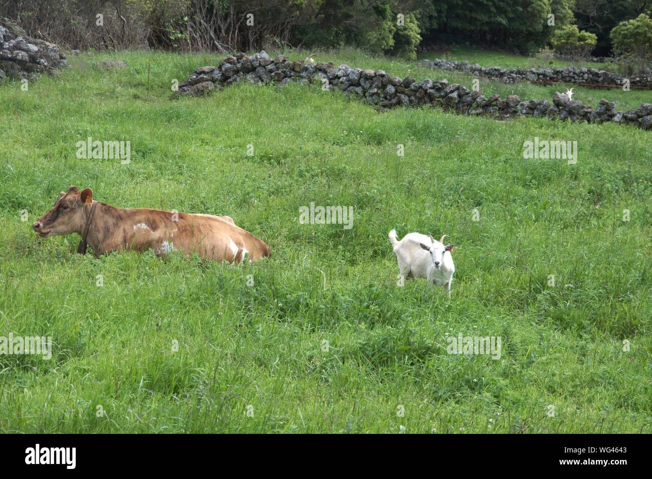 Goat, cow, sheep hi-res stock photography and images - Alamy