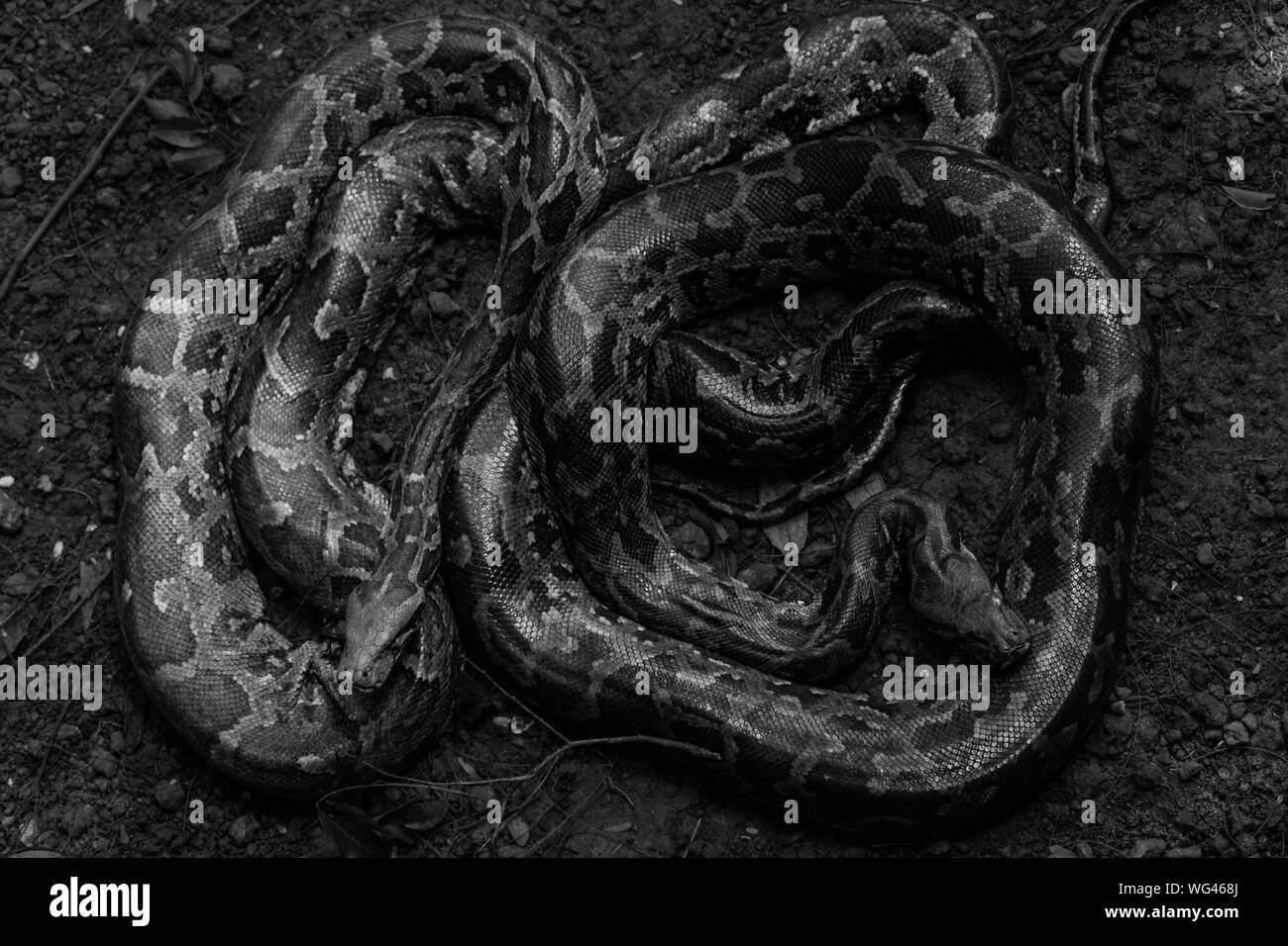 Bangalore view Black and White Stock Photos & Images - Alamy