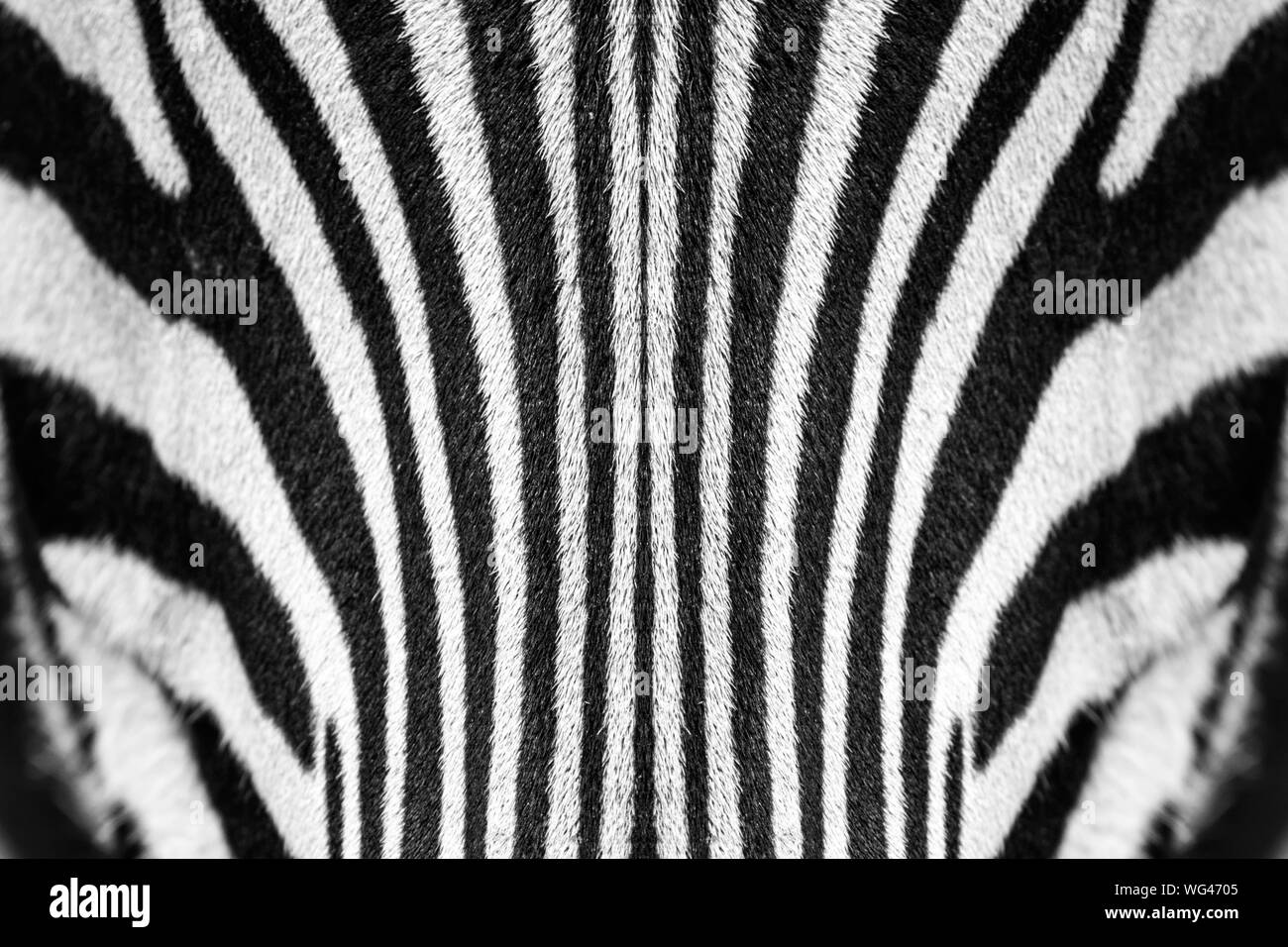 Zebra skin hi-res stock photography and images - Alamy