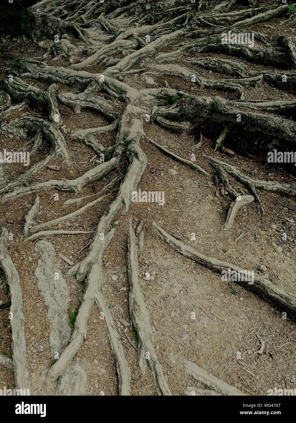 Spreading roots hi-res stock photography and images - Alamy