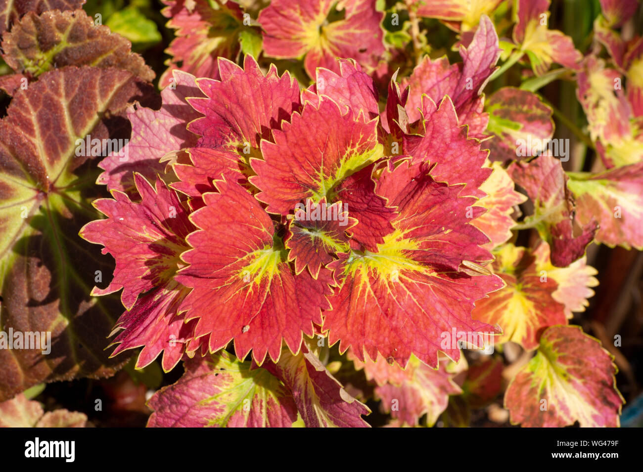 Coleus cultivar hi-res stock photography and images - Alamy