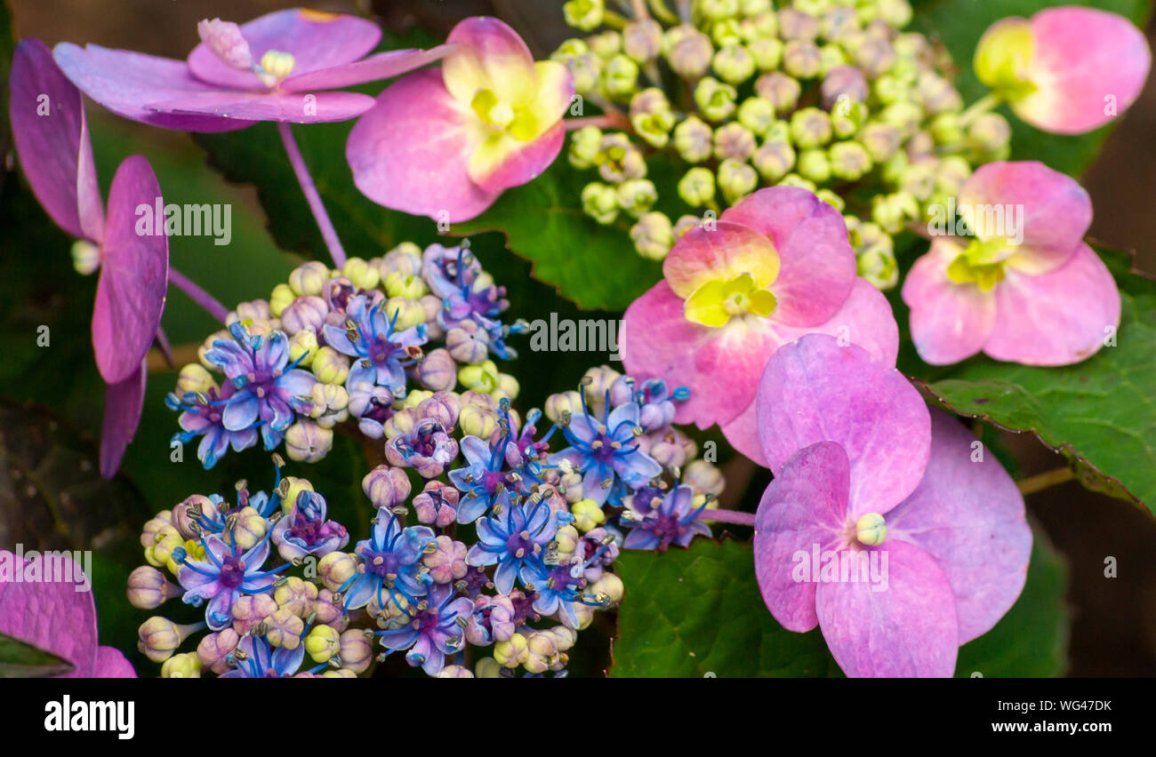 Hydrangea macrophylla 'Blueberry Cheesecake' - a lacecap hydrangea in ...