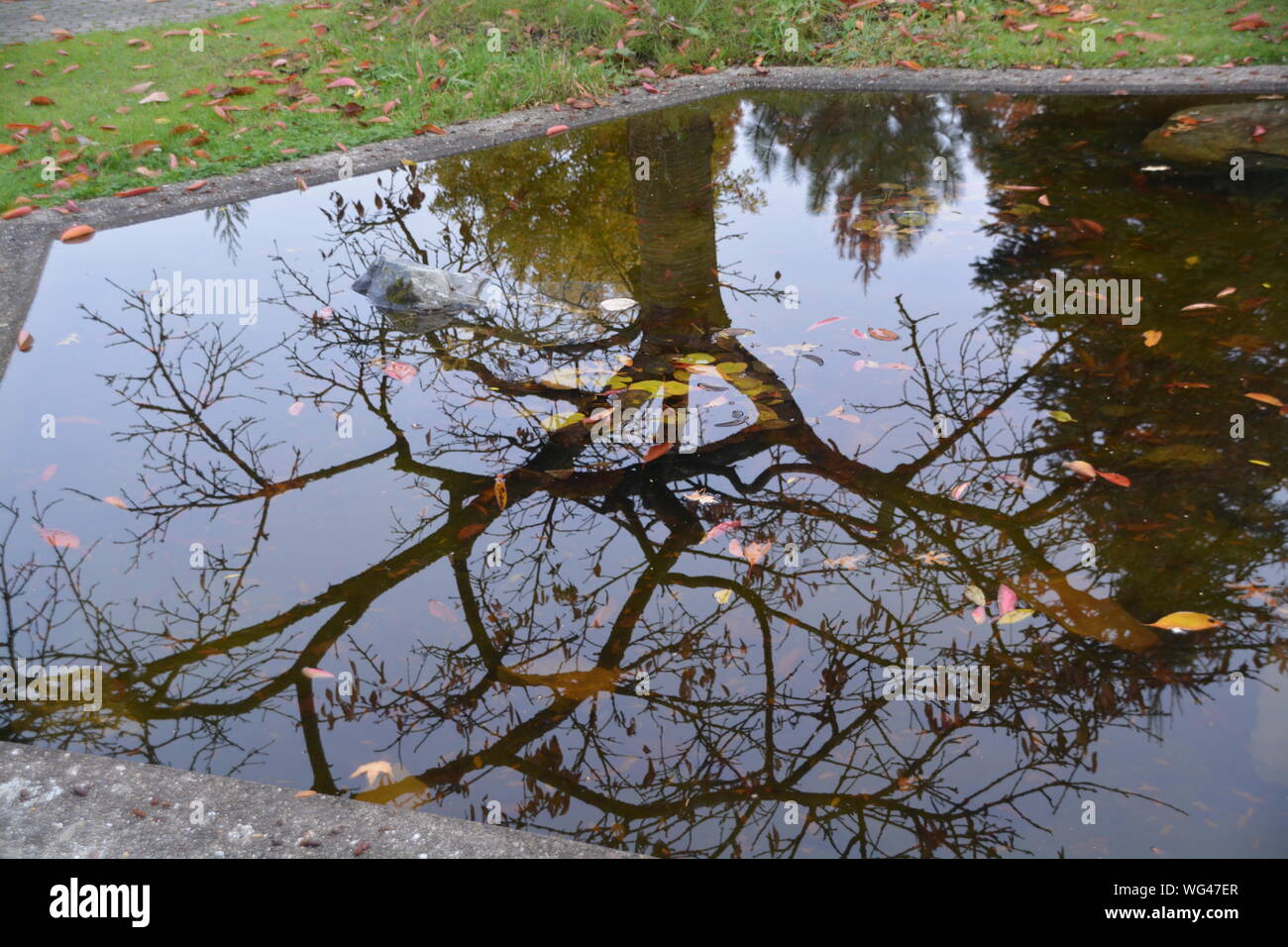 Reflection tree in puddle branch hi-res stock photography and images - Alamy