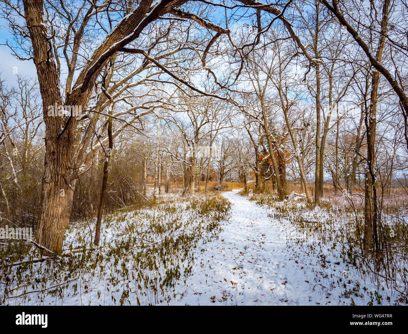 Snowy forest and trail in Quarry Hill Nature Center, Rochester ...