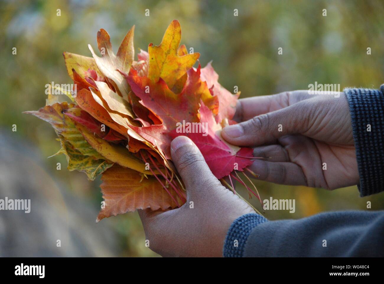Hands holding autumn leaves hi-res stock photography and images - Alamy