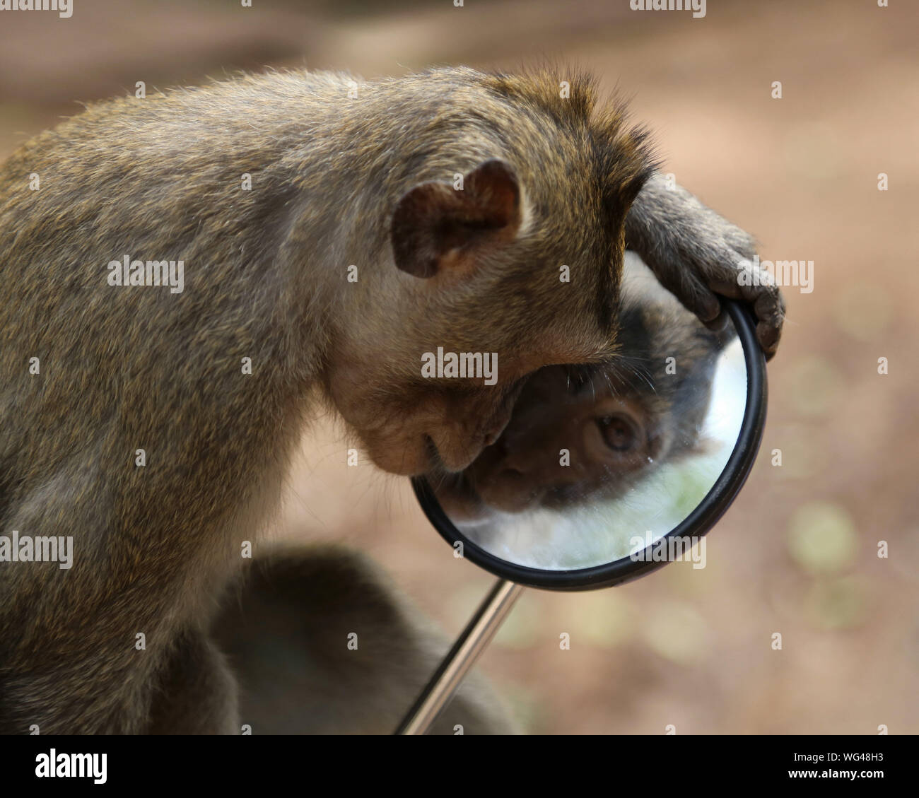 Monkey looking at mirror hi-res stock photography and images - Alamy