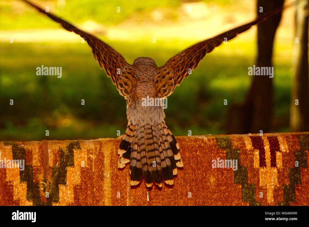 Owl with wings spread hi-res stock photography and images - Alamy