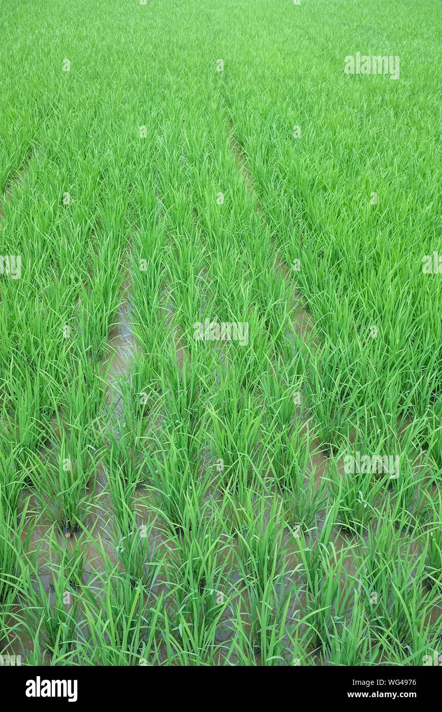 Japan rice paddy hi-res stock photography and images - Alamy