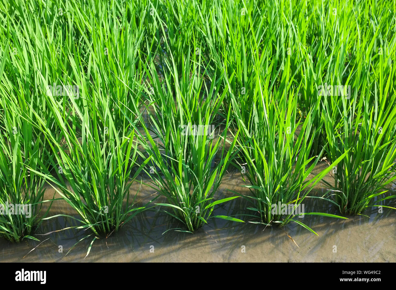 Rice paddy or paddy field in Osaka, Japan Stock Photo - Alamy