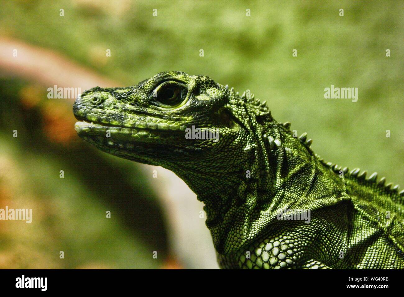 Side View Of Lizard High Resolution Stock Photography and Images - Alamy