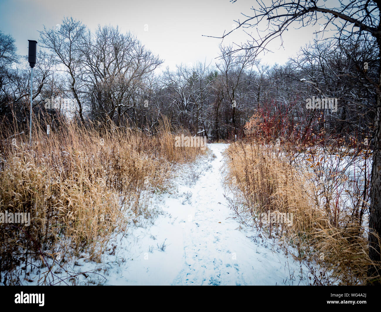 Snowy forest and trail in Quarry Hill Nature Center, Rochester ...
