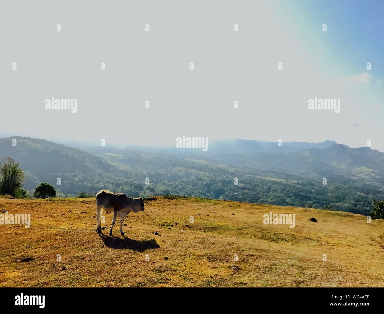 Cow and mountain hi-res stock photography and images - Alamy