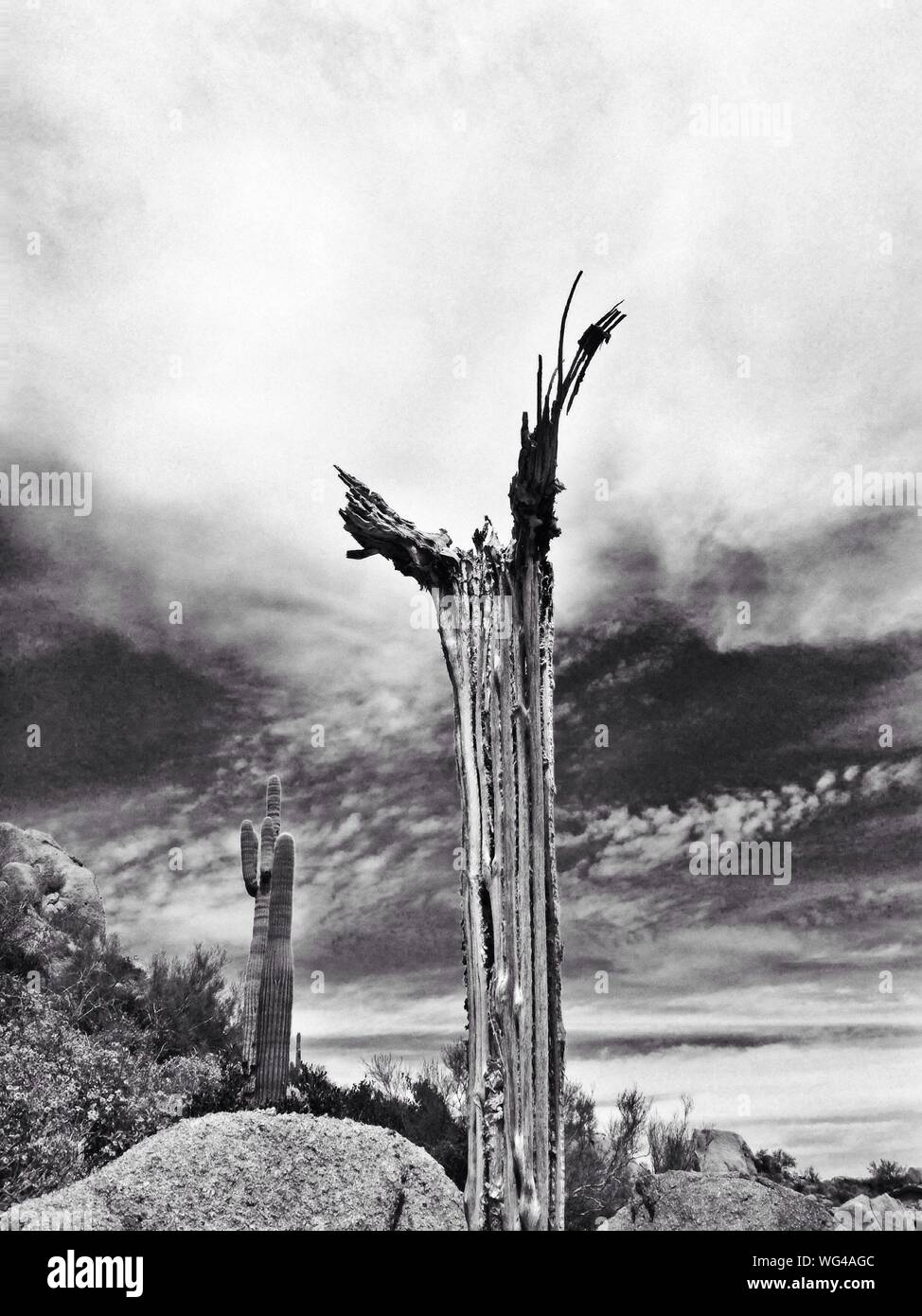 Broken Cactus High Resolution Stock Photography and Images - Alamy