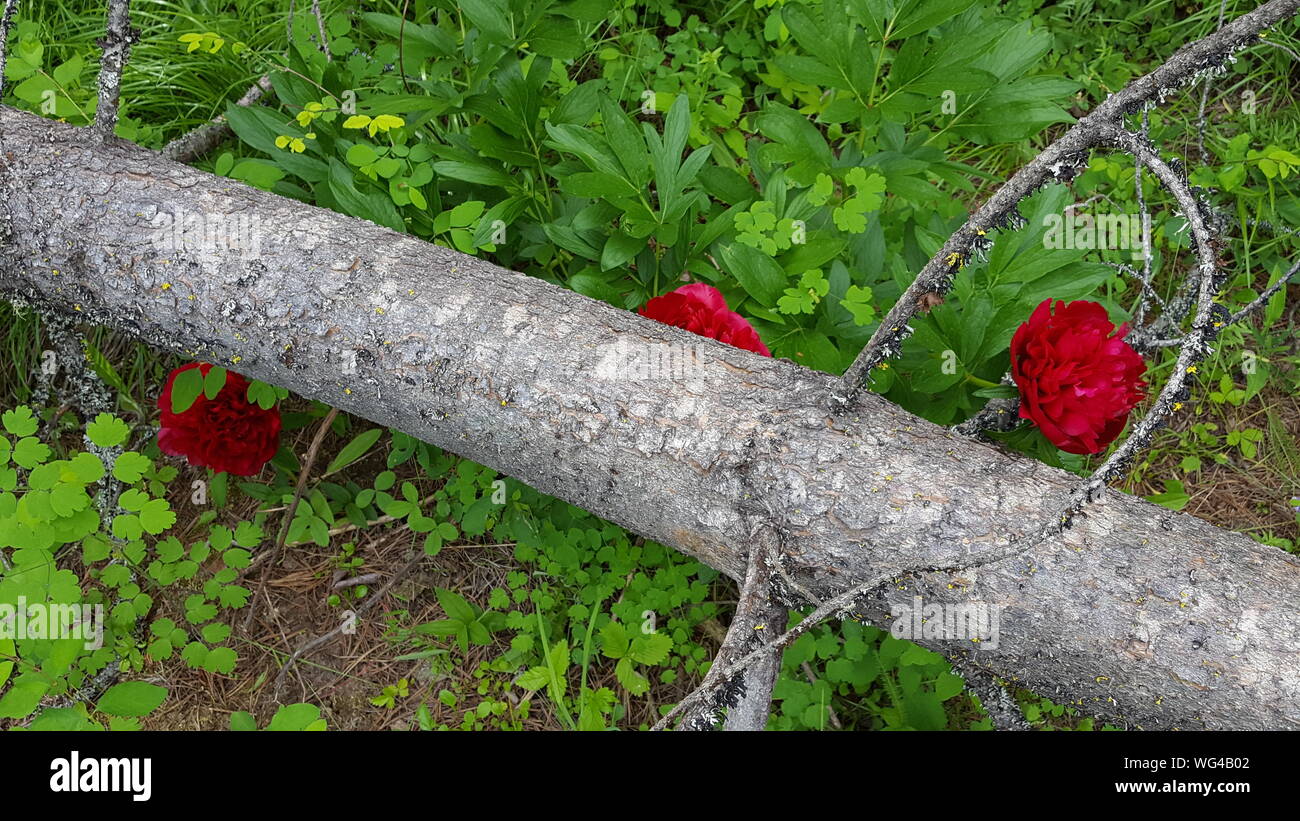 Poppy Tree High Resolution Stock Photography and Images - Alamy