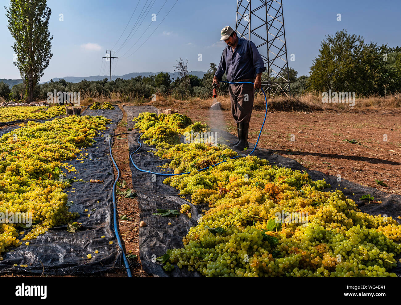 Grape picking and laying process for making raisins Stock Photo - Alamy