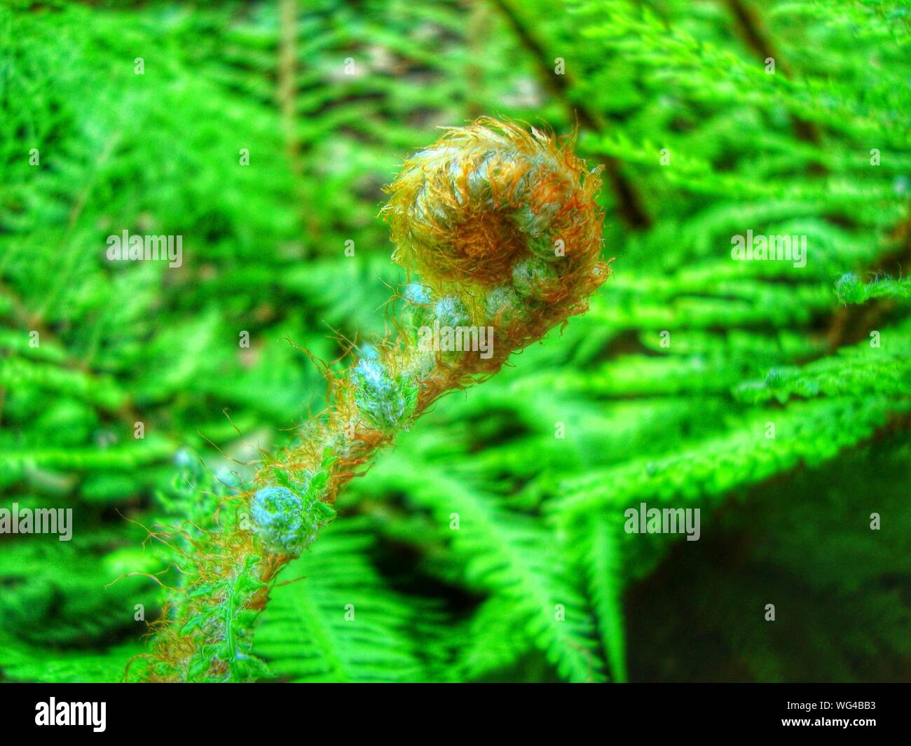 Curled plant hi-res stock photography and images - Alamy