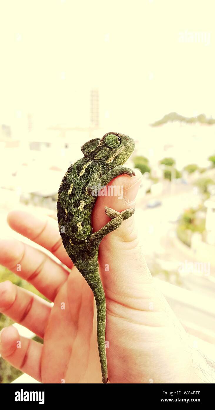 Chameleon on hand hi-res stock photography and images - Alamy
