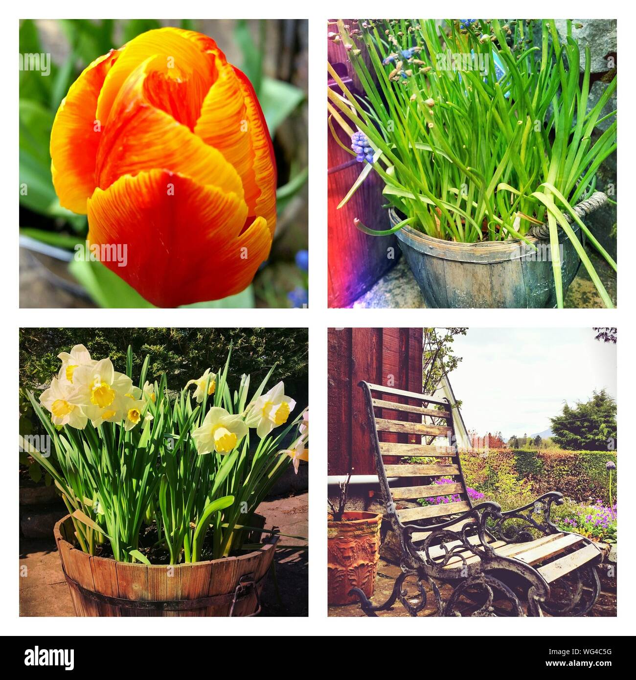 Multiple flowers in focus hi-res stock photography and images - Alamy