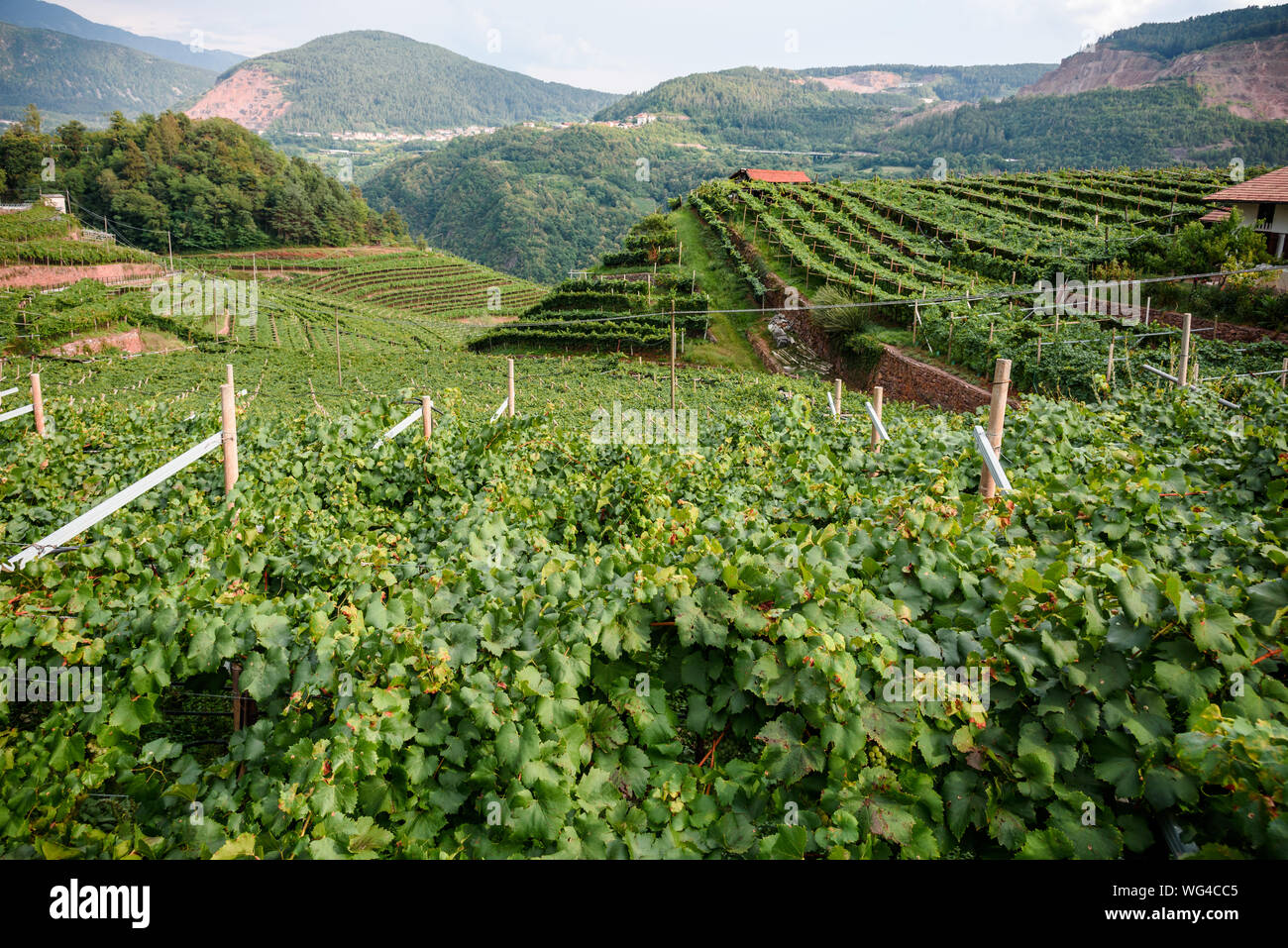 landscape of secret part of dolomites in the italian alps with grapes ...