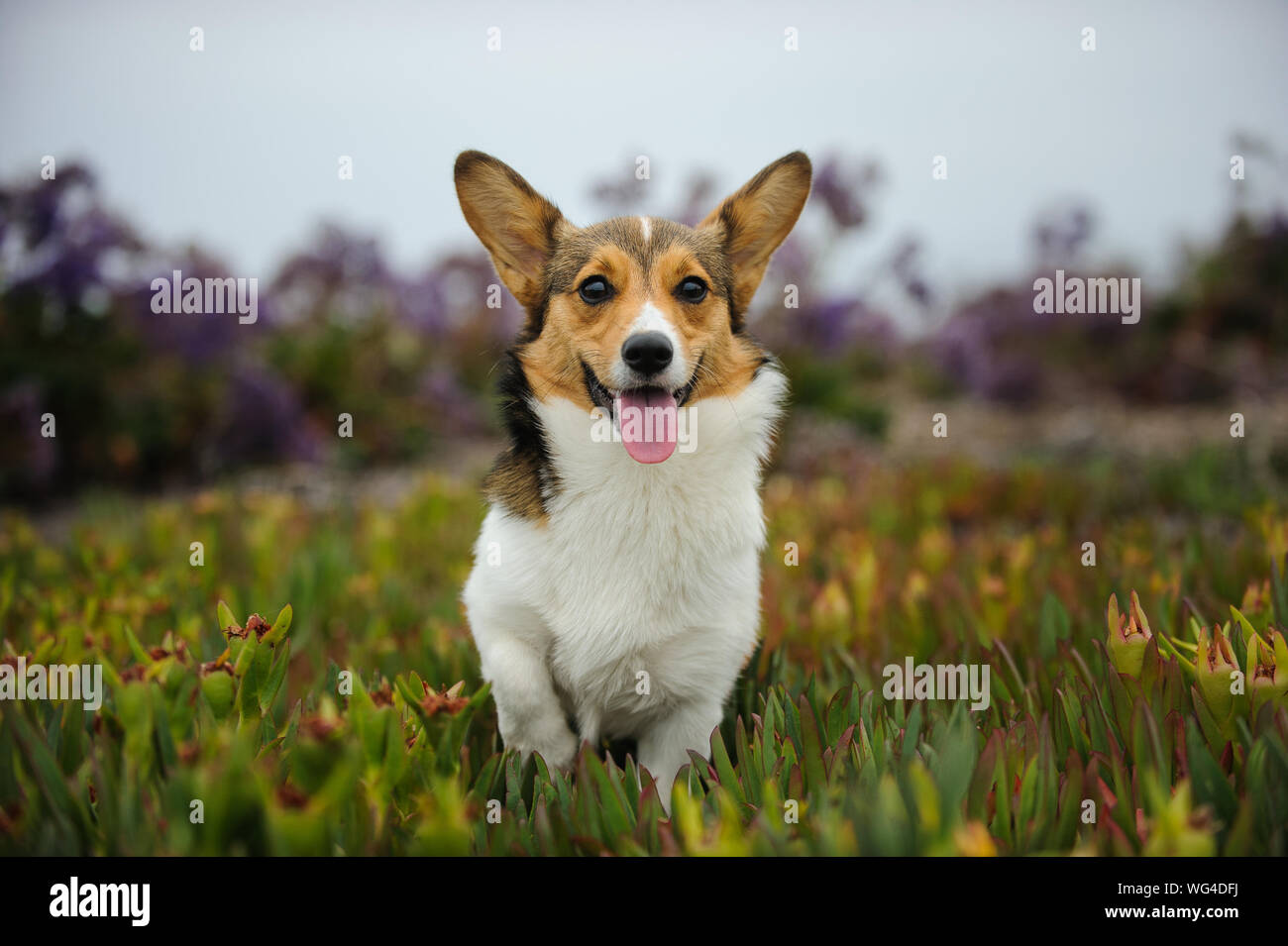 Running corgi hi-res stock photography and images - Alamy
