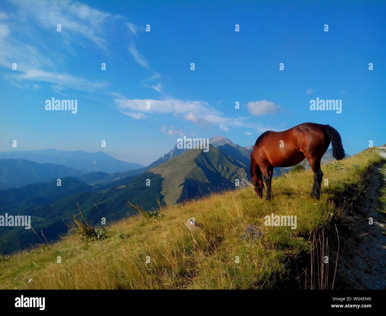 Horse at landscape hi-res stock photography and images - Alamy
