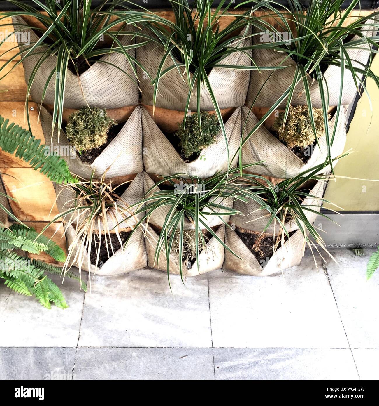 Pocket plants hi-res stock photography and images - Alamy