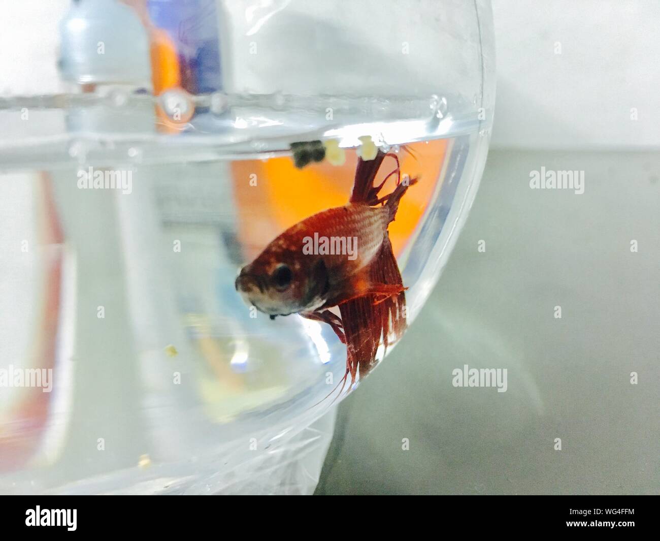 Tank fishbowl hi-res stock photography and images - Alamy