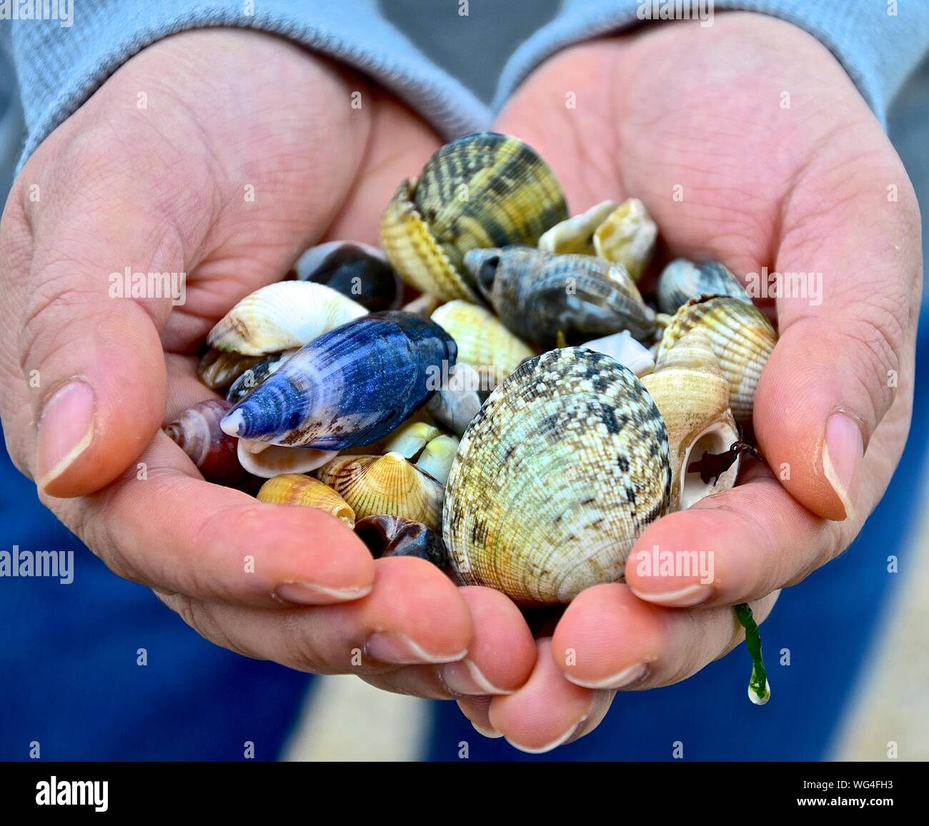Hands holding seashell hi-res stock photography and images - Alamy