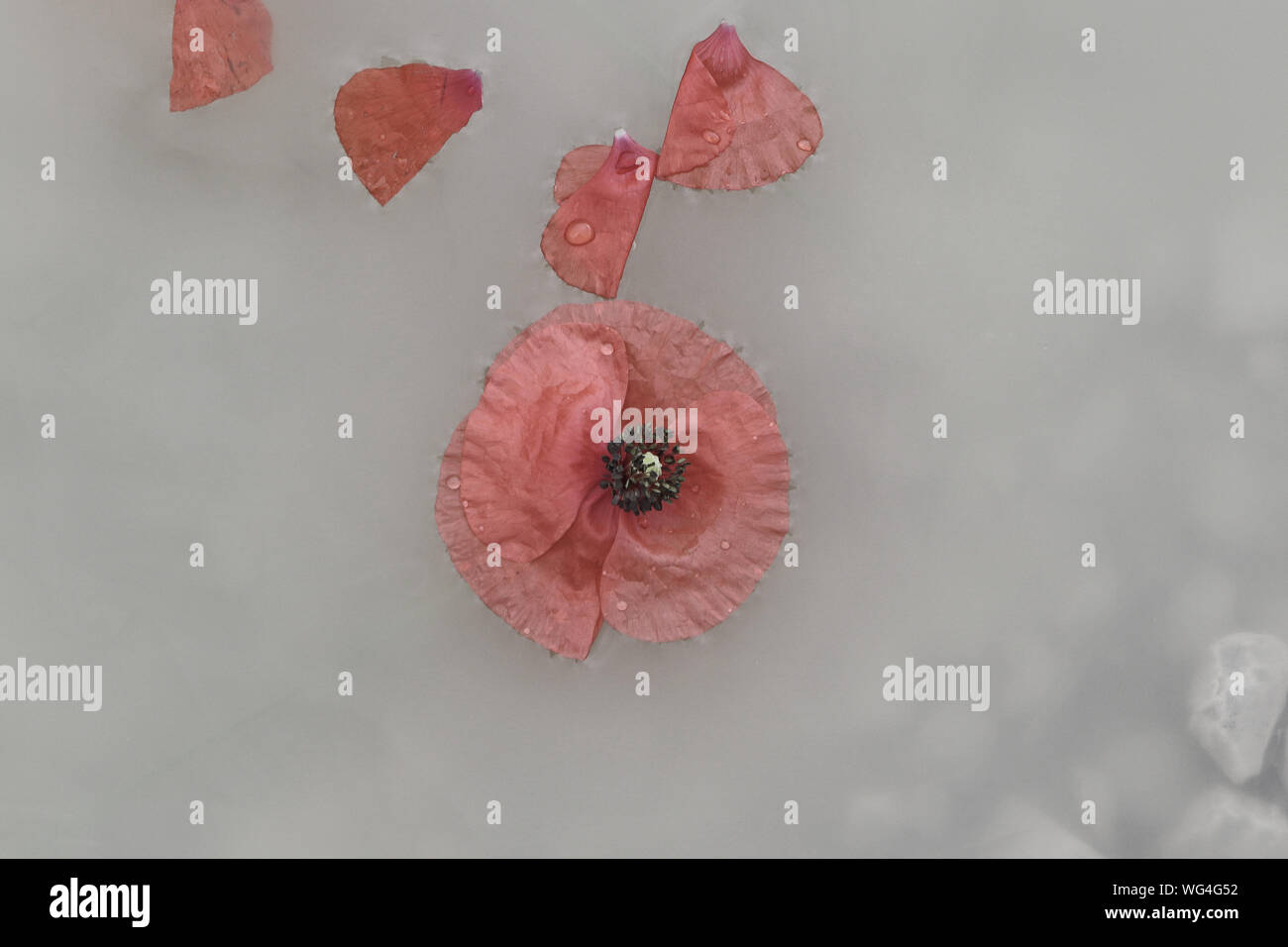 washed out poppy Latin papaver rhoeas and petals floating in the sea in ...