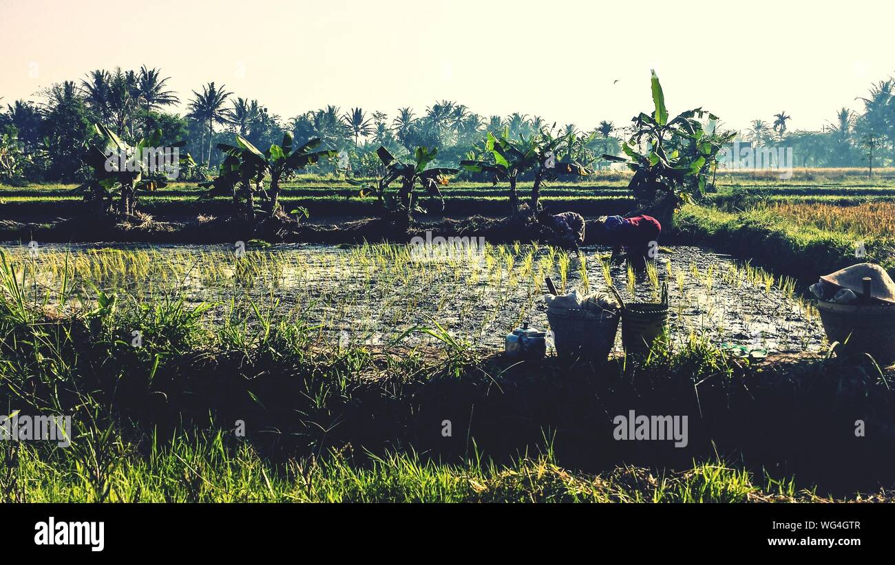 People planting hi-res stock photography and images - Alamy