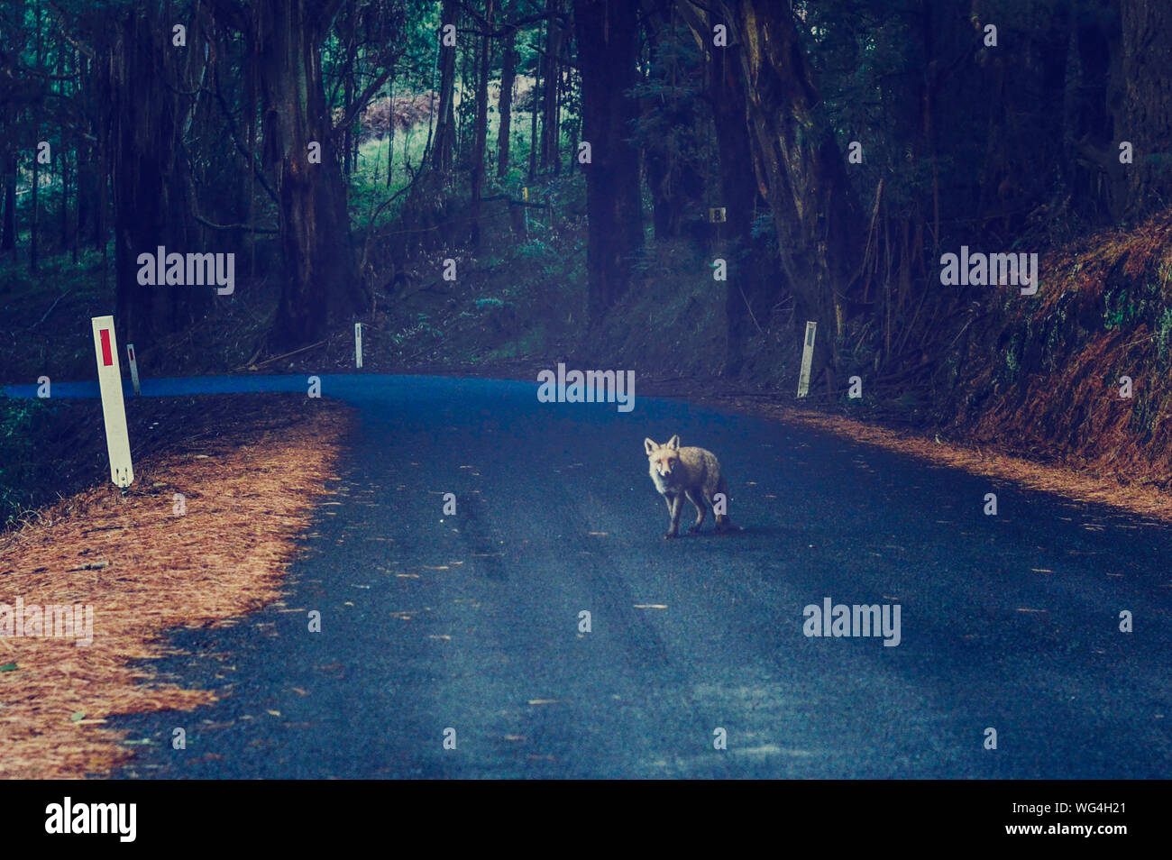 Roadside fox hi-res stock photography and images - Alamy
