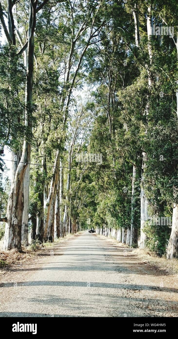 Narrow Pathway Along Trees Stock Photo - Alamy