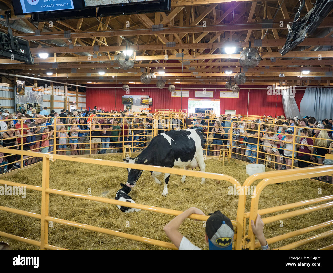 Minneapolis, Minnesota/USA - August 25 2018: Cow and calf with crowd ...