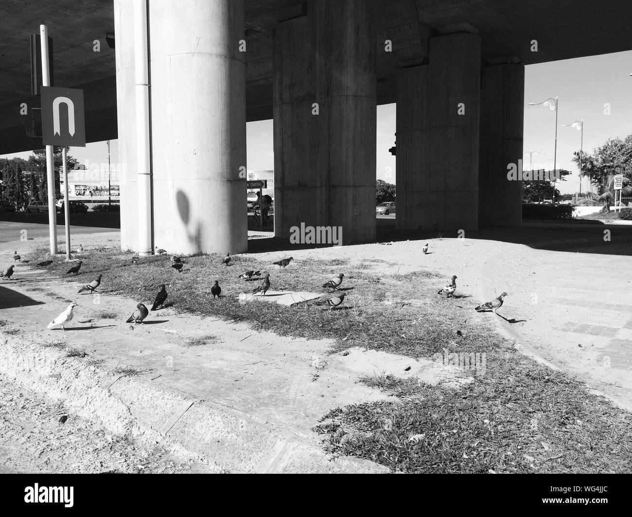 Pigeon Under Bridge High Resolution Stock Photography and Images - Alamy