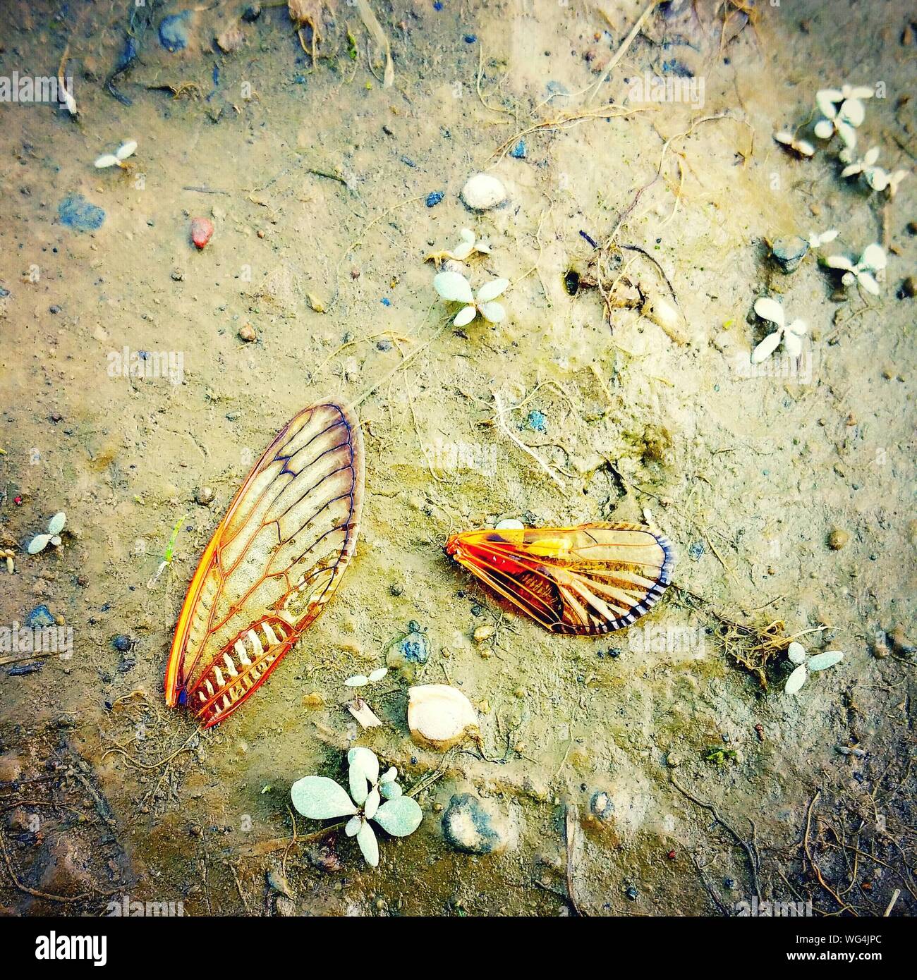 Day of the dead butterfly wings hi-res stock photography and images - Alamy