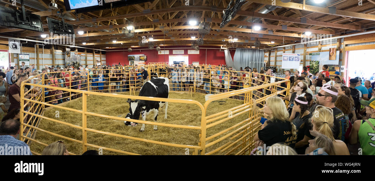 Minneapolis, Minnesota/USA - August 25 2018: Cow and calf with crowd ...