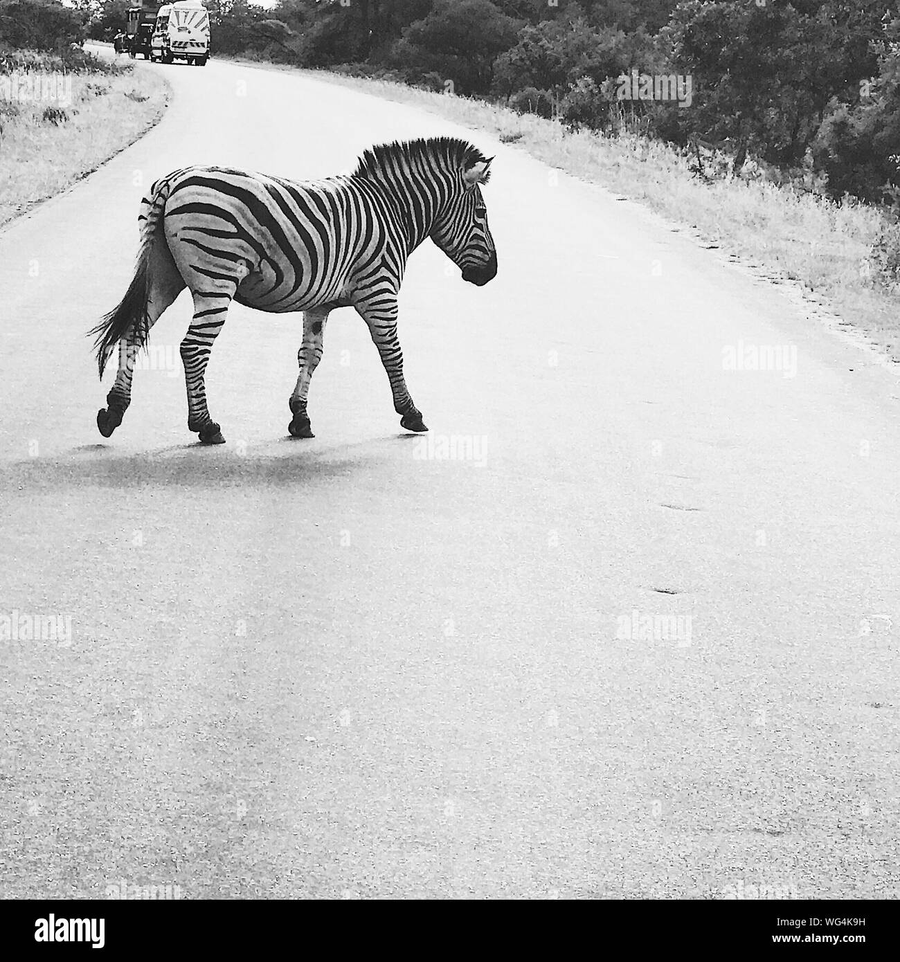 Zebra animal in street hi-res stock photography and images - Alamy