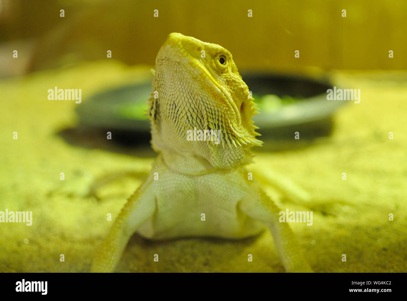 Bearded dragon captivity hi-res stock photography and images - Alamy