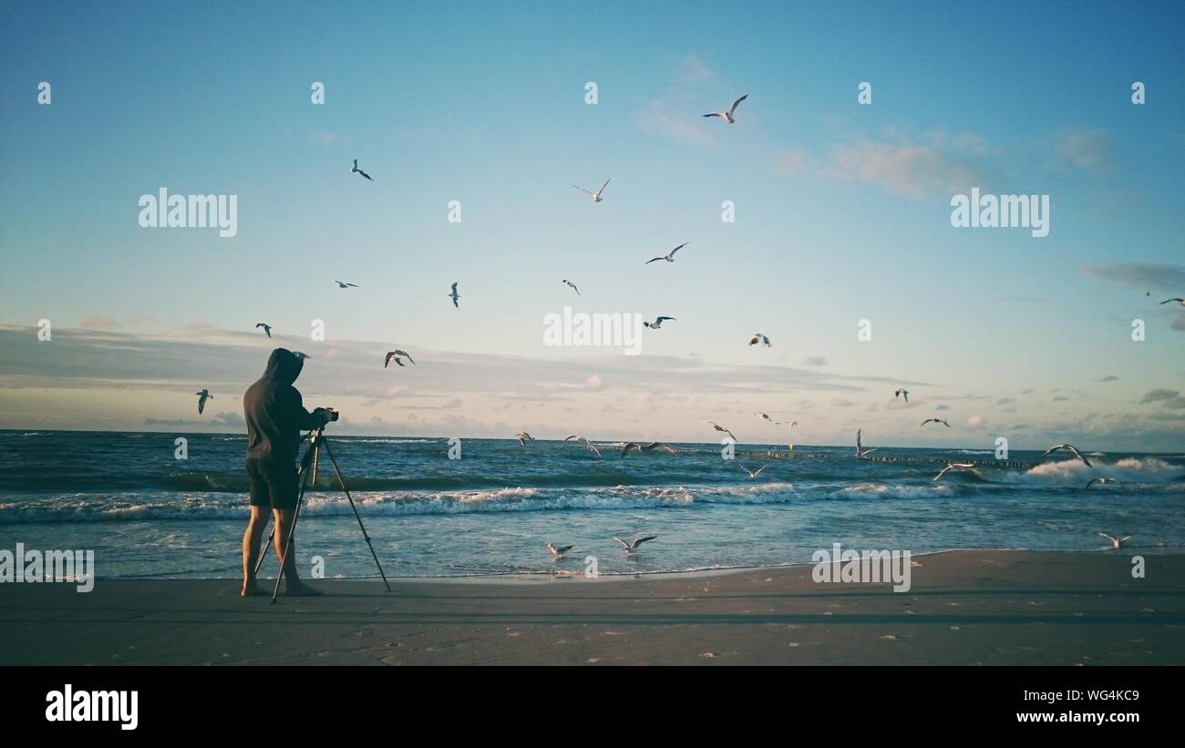 View of flying birds at the beach in the sunset hi-res stock ...