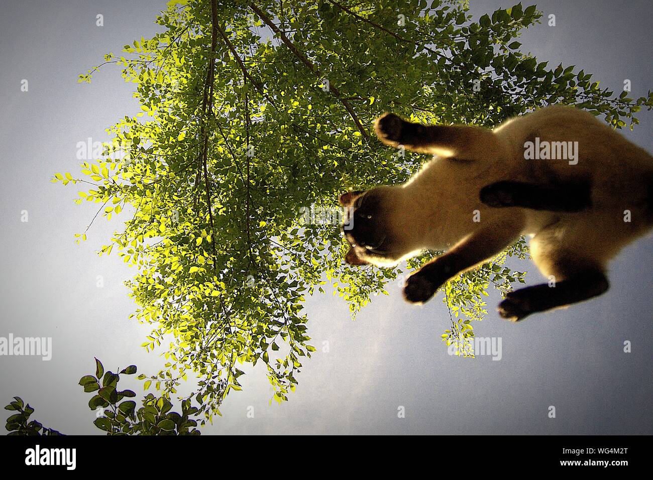 Cat in mid air hi-res stock photography and images - Alamy