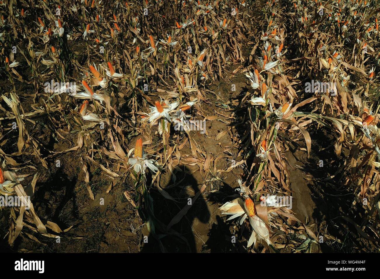 Shadow on corn field hi-res stock photography and images - Alamy