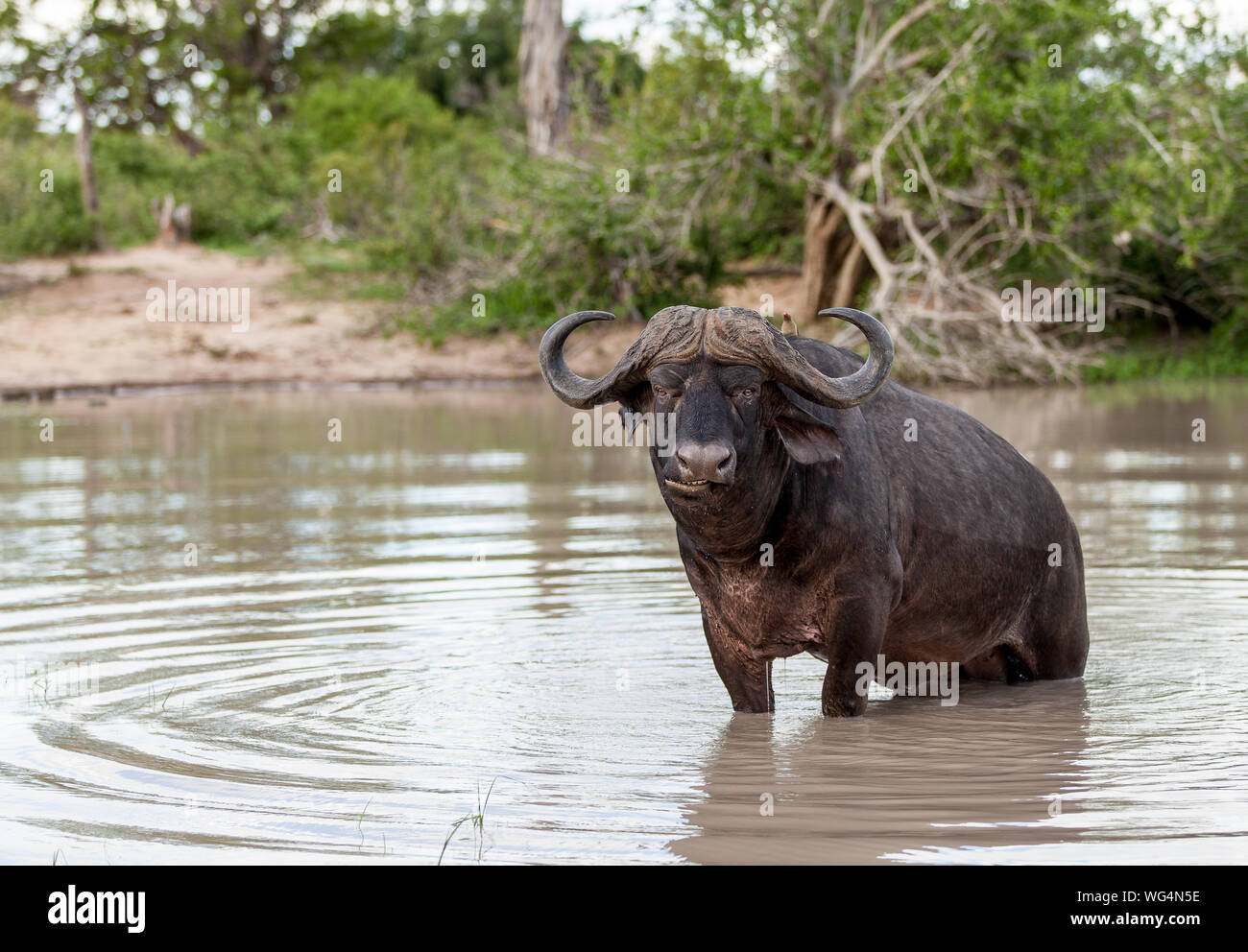 American bison looking at camera hi-res stock photography and images ...