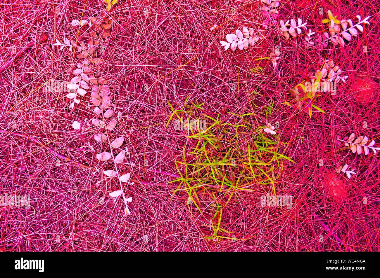 Tangled flowers hi-res stock photography and images - Alamy