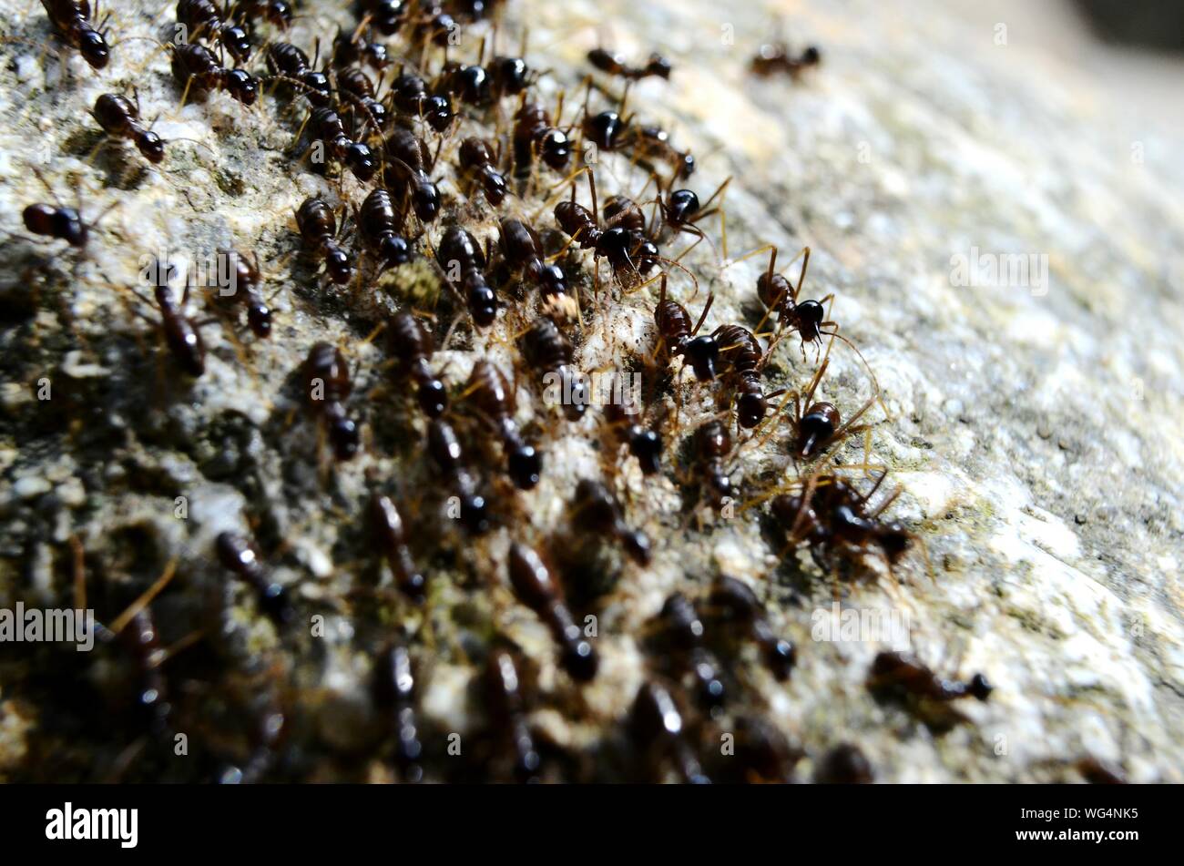 Ants On Rock High Resolution Stock Photography and Images - Alamy