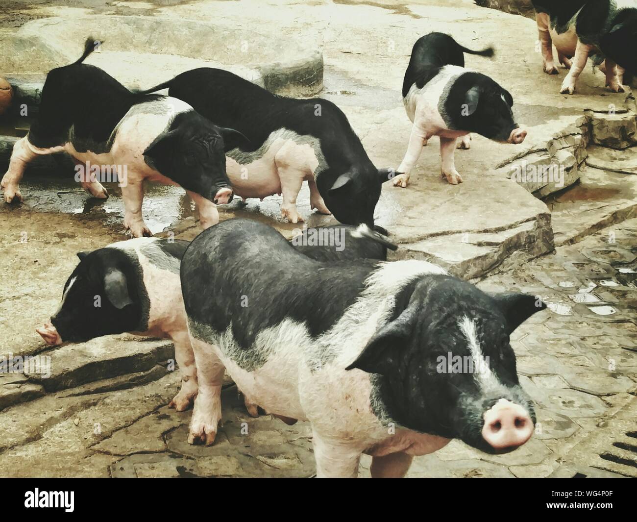 Group pigs hi-res stock photography and images - Alamy