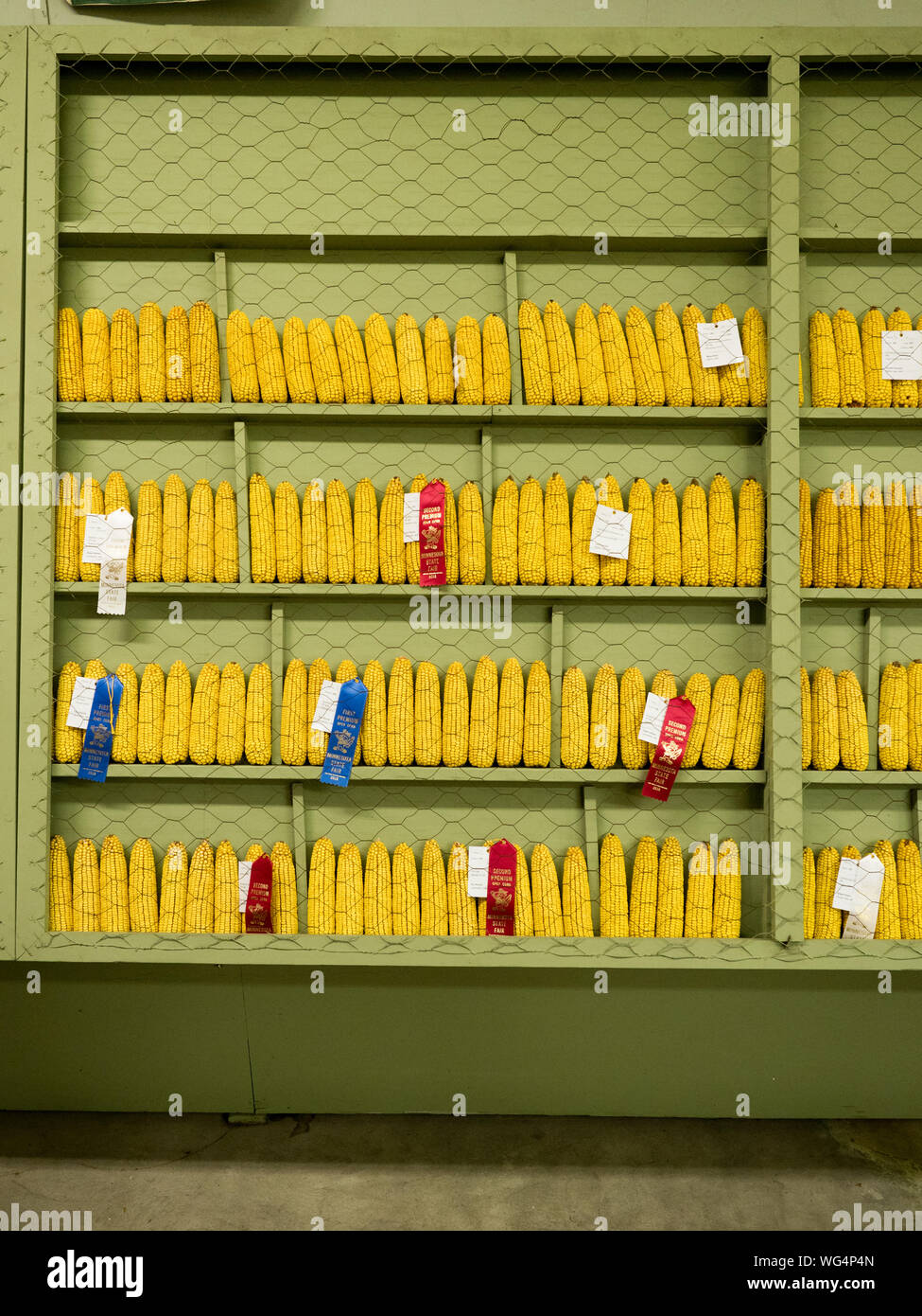 Corn competition at Minnesota State Fair 2018 Stock Photo - Alamy