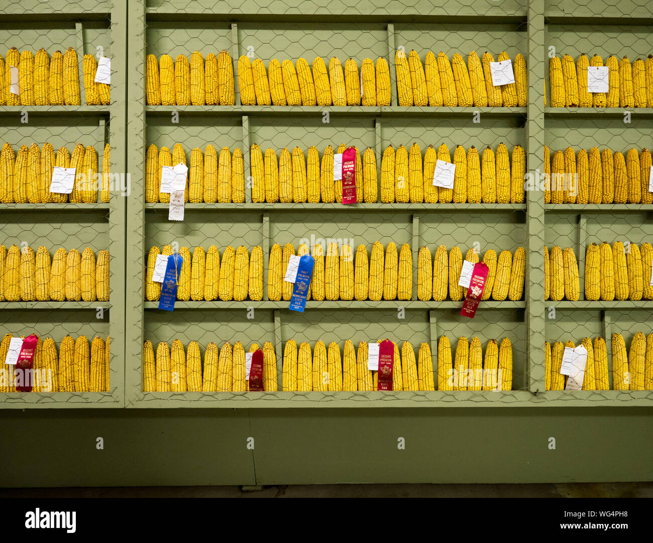 Corn competition at Minnesota State Fair 2018 Stock Photo - Alamy