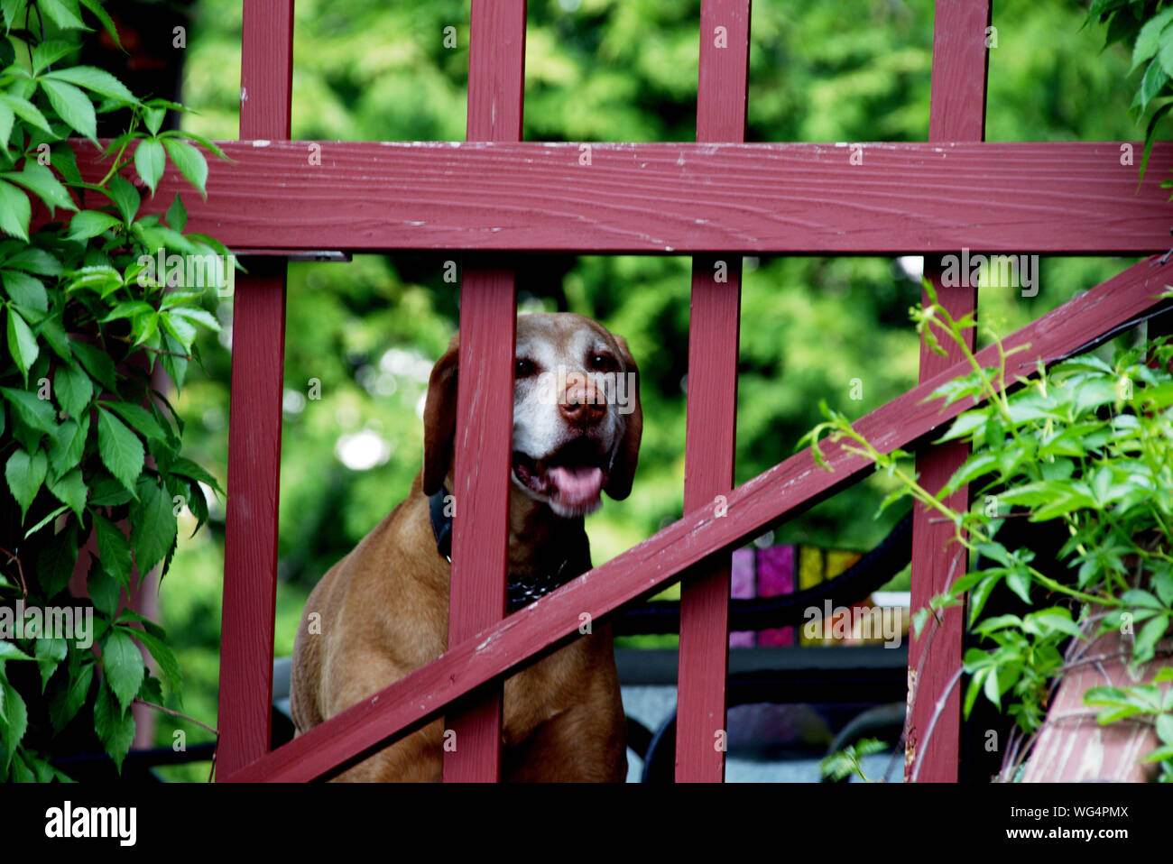 Tree behind dog hi-res stock photography and images - Alamy